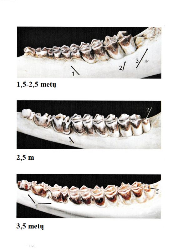 Kaip pažiūrėjus į gyvūno dantis nustatyti elnio amžių? + FOTO | Medžioklė