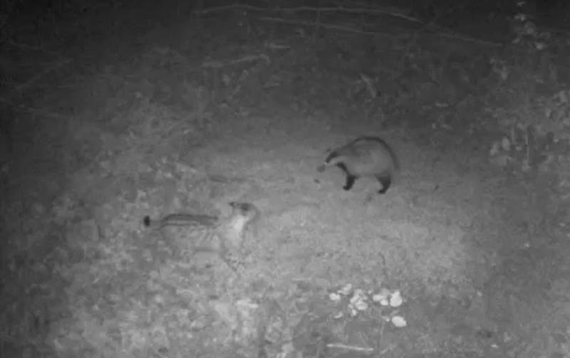 VIDEO! Lūšis ir barsukas. Kas bus stipresnis?! | Medžioklė